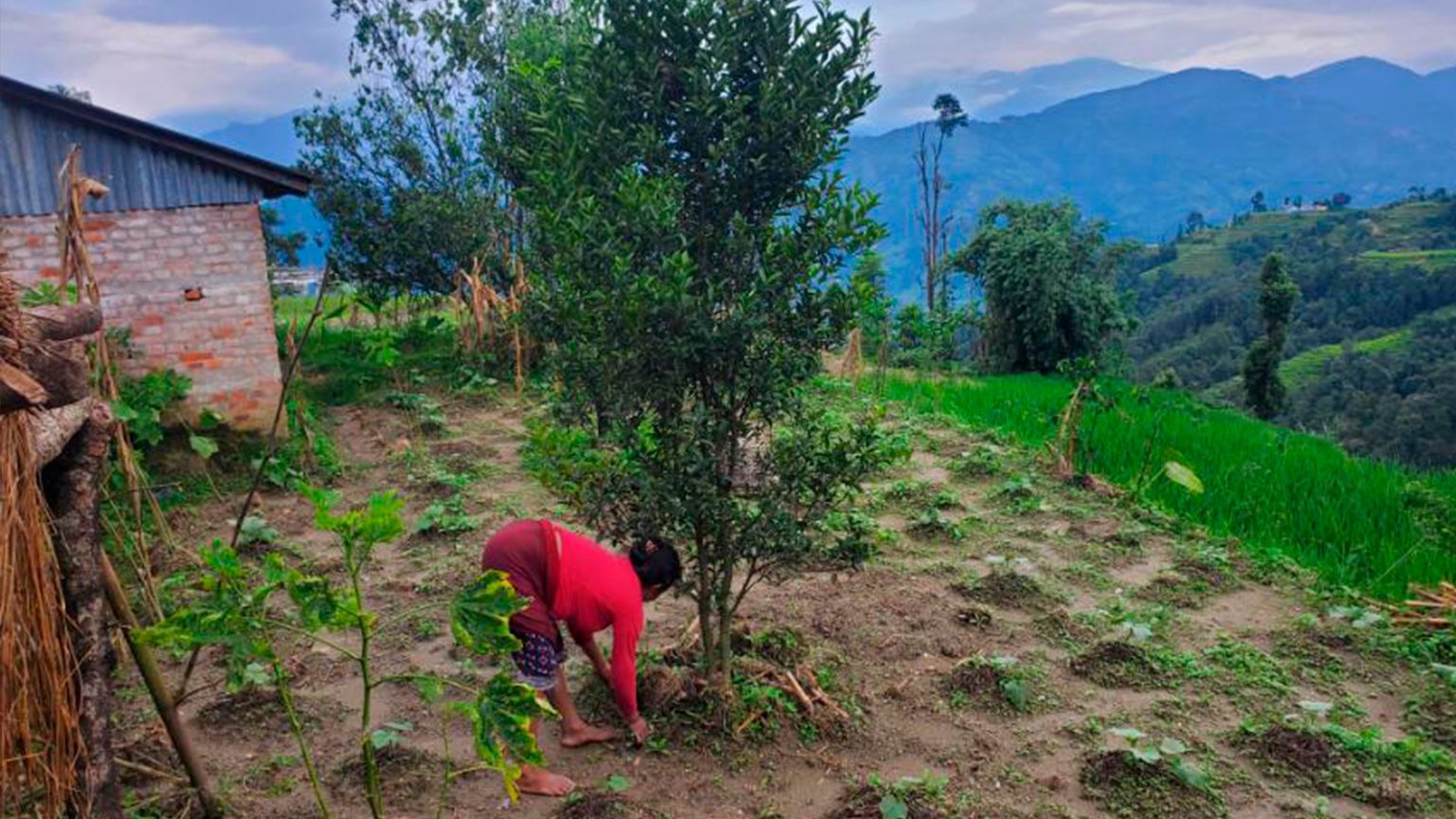 Nepal Evergreen - Plant trees in Nepal