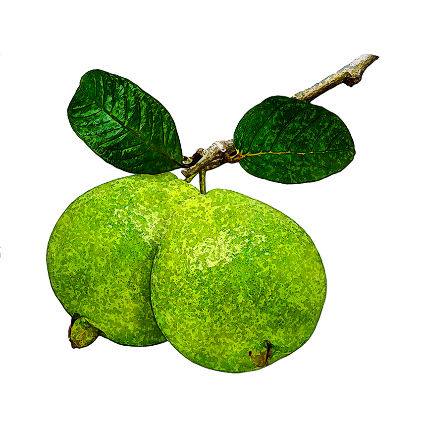 Mandarin Tree – Nepal Evergreen